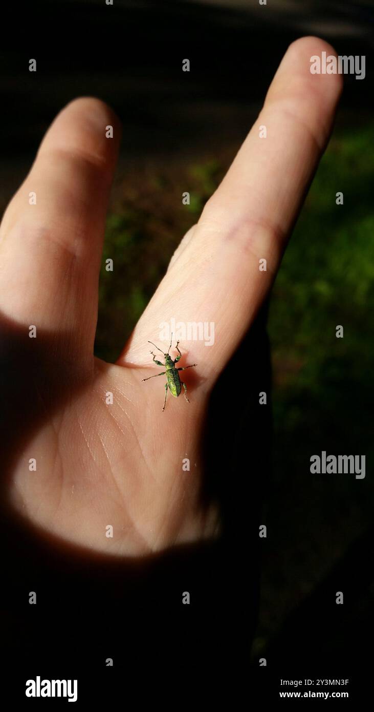 Broad-nosed Weevils (Entiminae) Insecta Stock Photo - Alamy