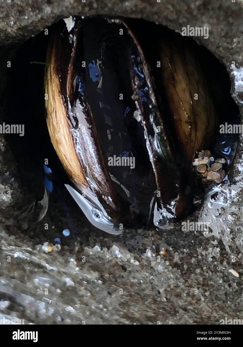 Bivalves (Bivalvia) Mollusca Stock Photo - Alamy