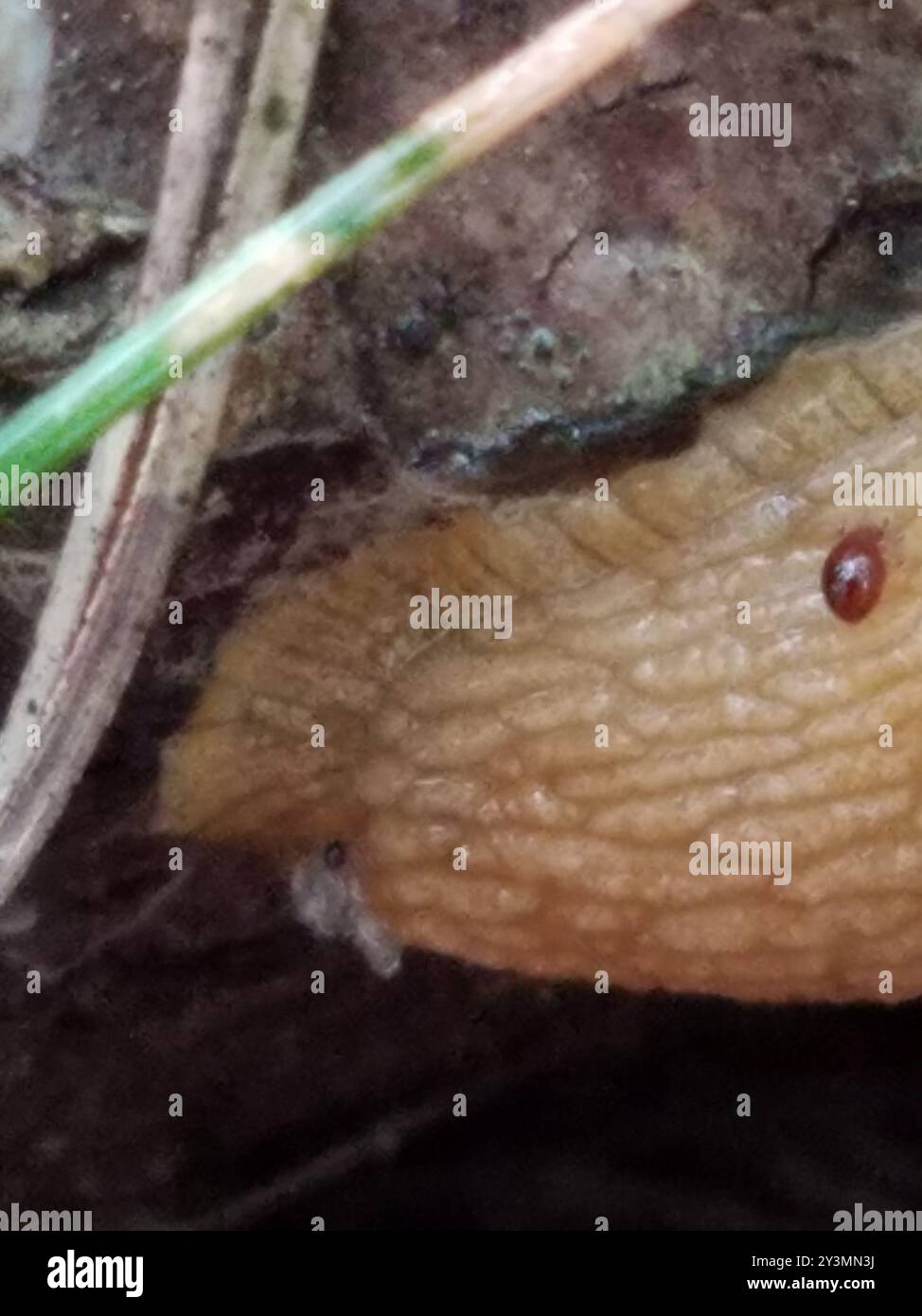 beetle mites (Oribatida) Arachnida Stock Photo - Alamy