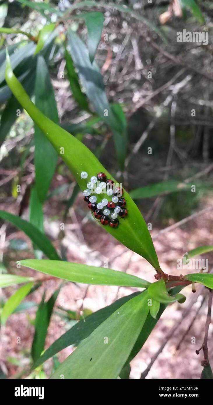 Stink Bugs, Shield Bugs, and Allies (Pentatomoidea) Insecta Stock Photo ...