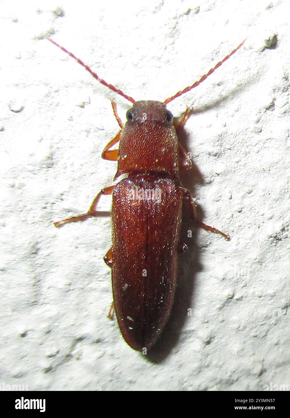Click Beetles (Elateridae) Insecta Stock Photo - Alamy
