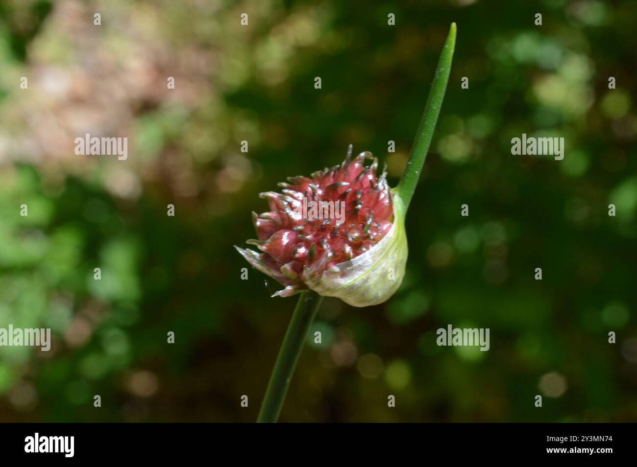 wild garlic (Allium vineale) Plantae Stock Photo - Alamy