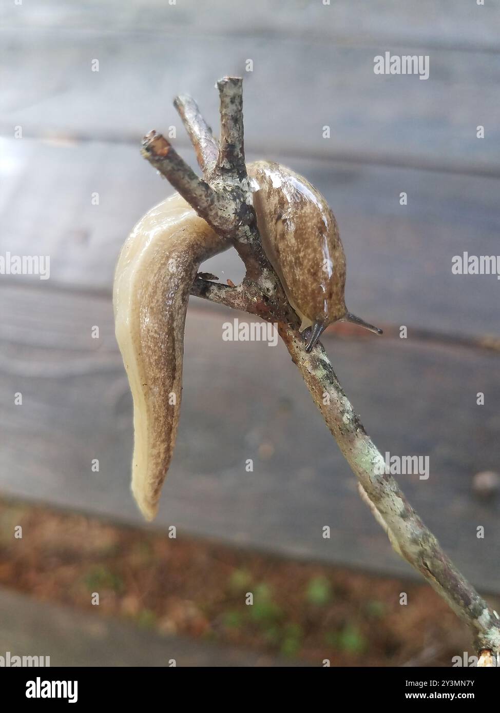 Changeable Mantleslug (Megapallifera mutabilis) Mollusca Stock Photo ...