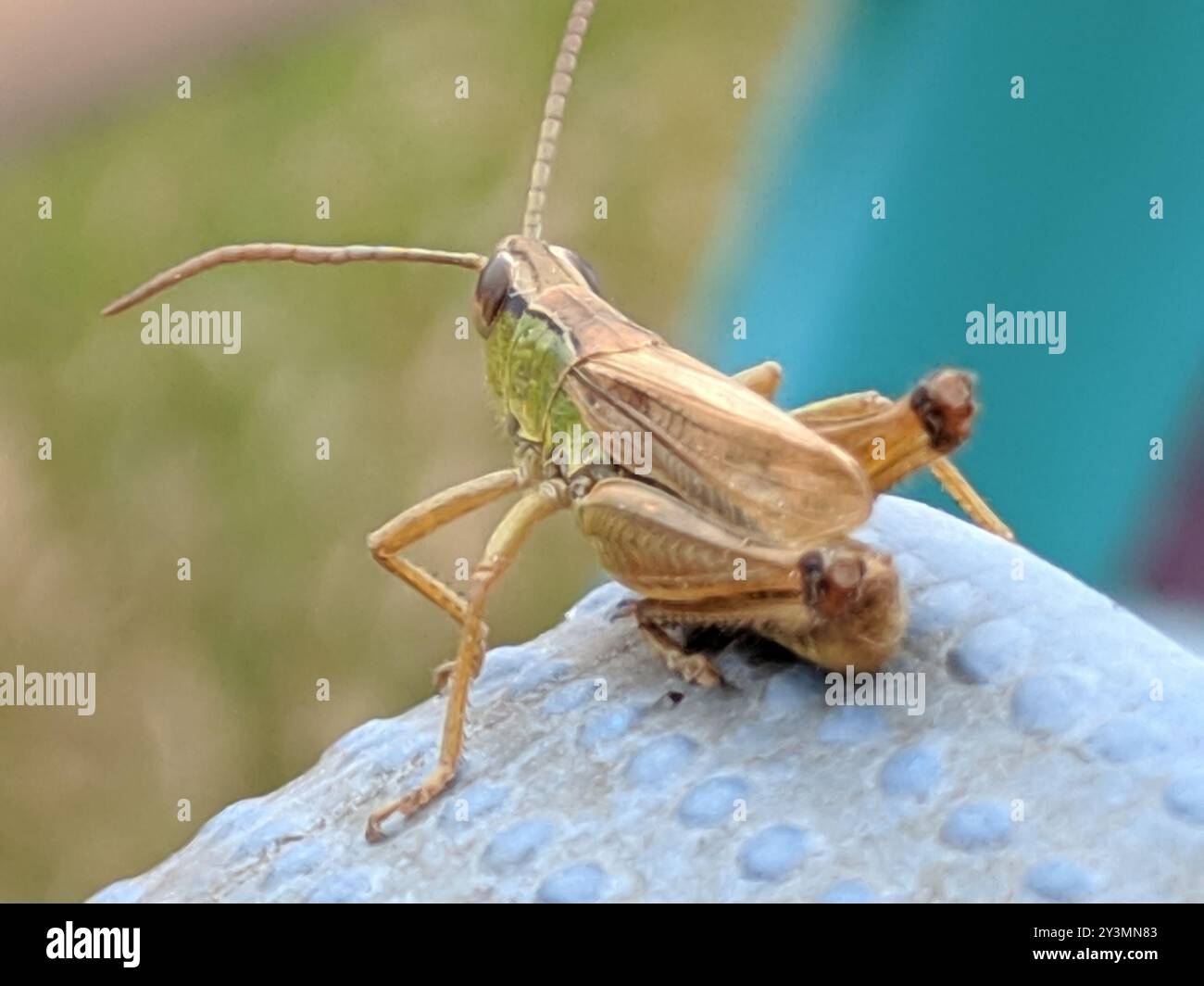 Meadow Grasshopper (Pseudochorthippus parallelus) Insecta Stock Photo ...