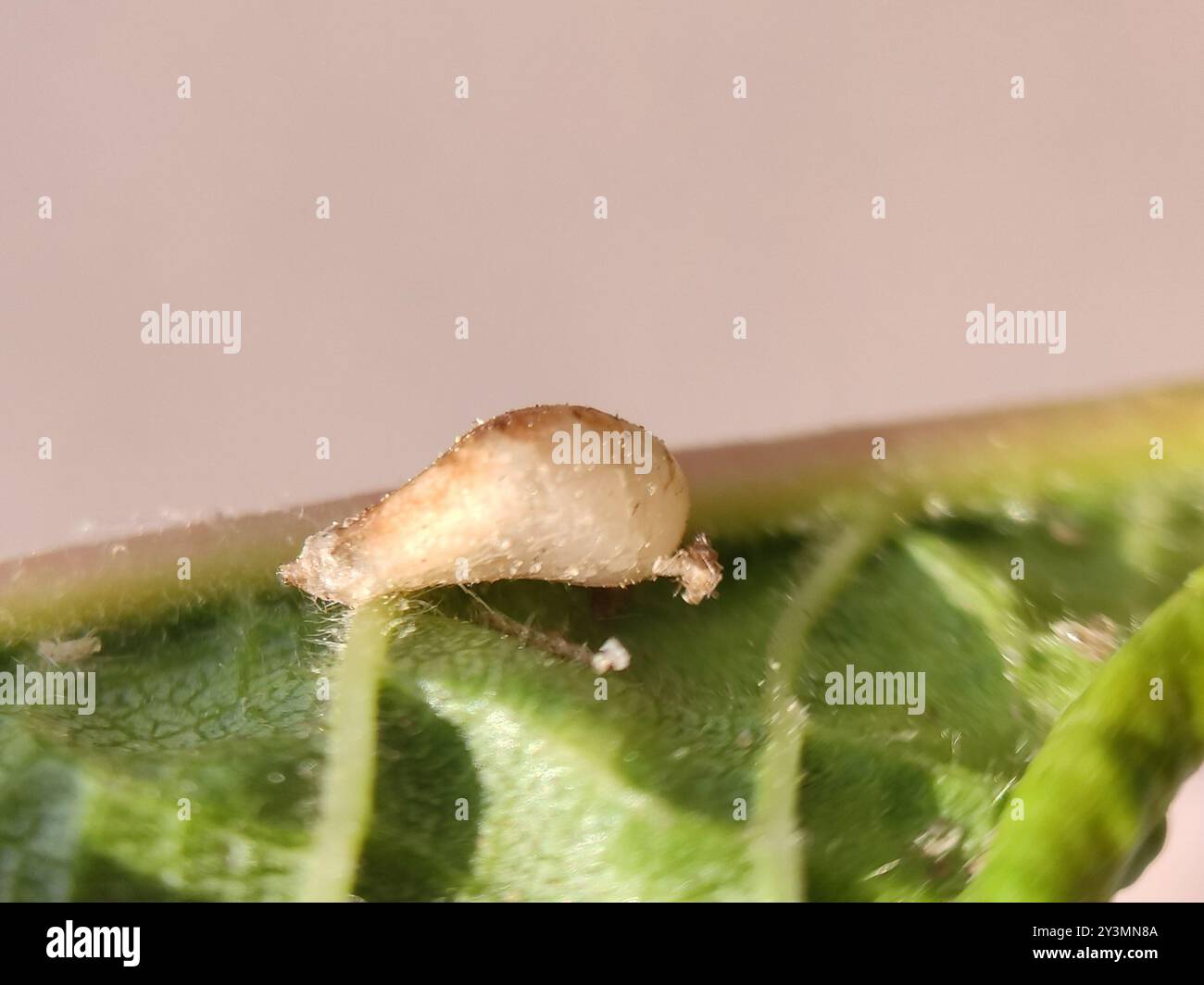 Typical Hover Flies (Syrphinae) Insecta Stock Photo - Alamy