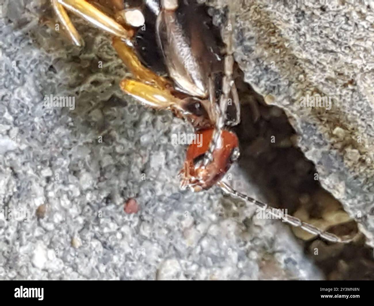 European Earwig Complex (Forficula auricularia) Insecta Stock Photo - Alamy