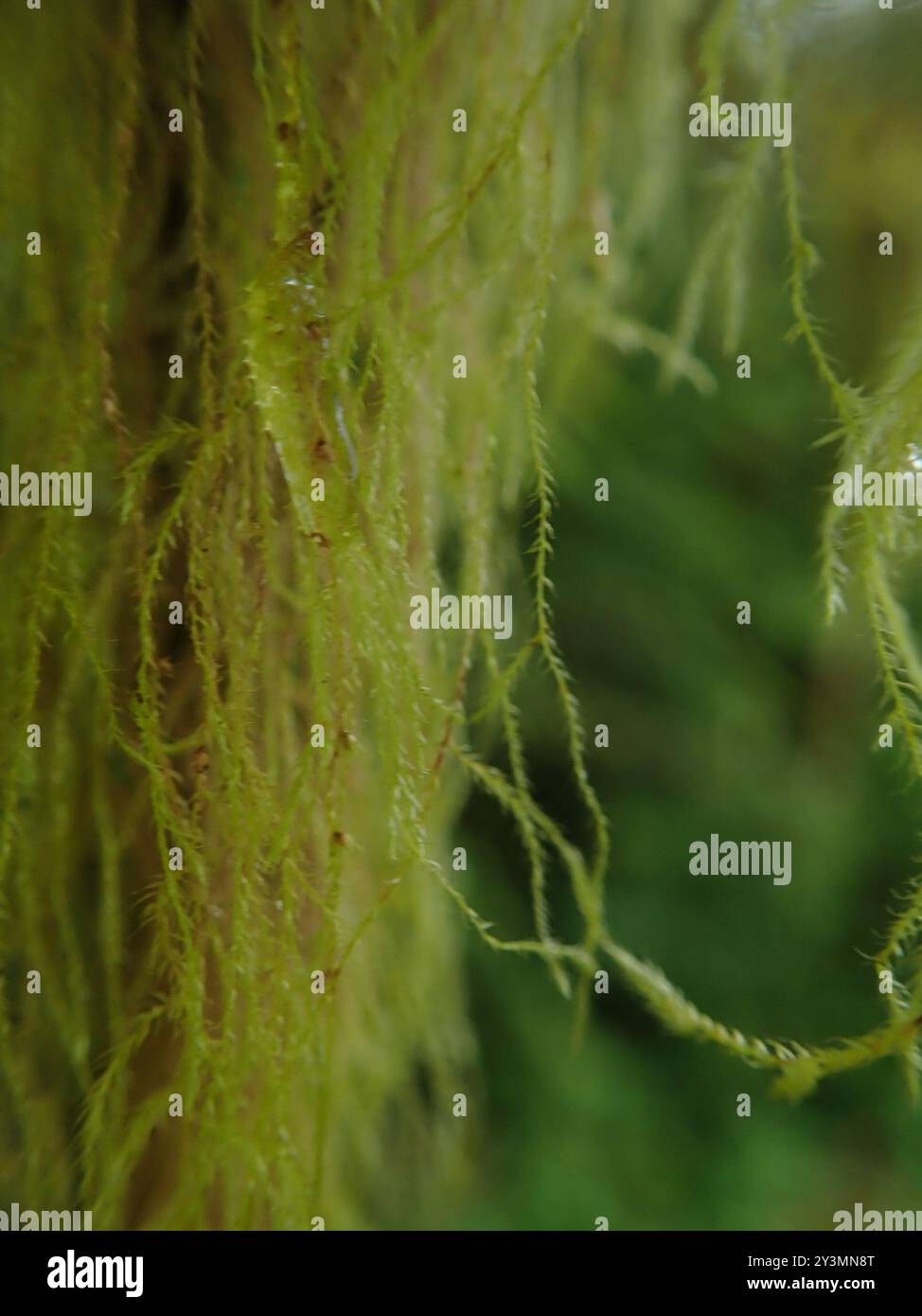 Cat's Tail Moss (Pseudisothecium stoloniferum) Plantae Stock Photo - Alamy