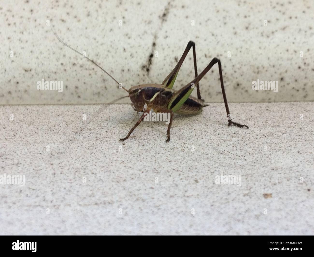 Bog Bush-cricket (Metrioptera brachyptera) Insecta Stock Photo - Alamy