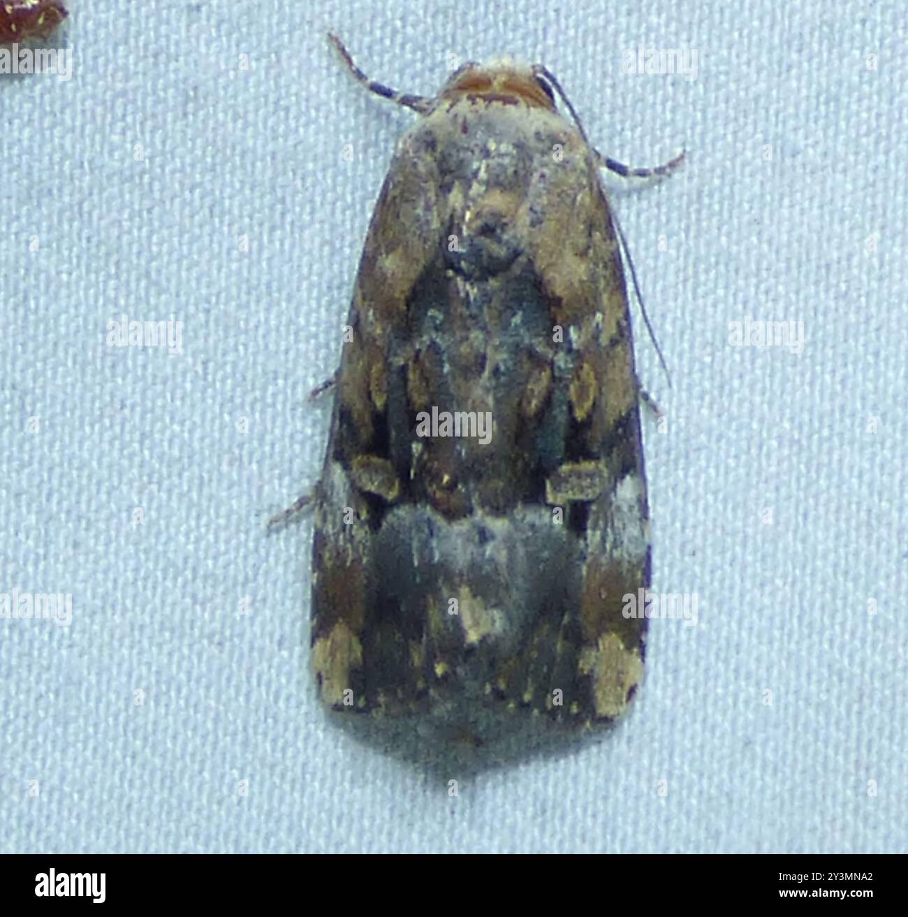 Chalcedony Midget (Elaphria chalcedonia) Insecta Stock Photo - Alamy