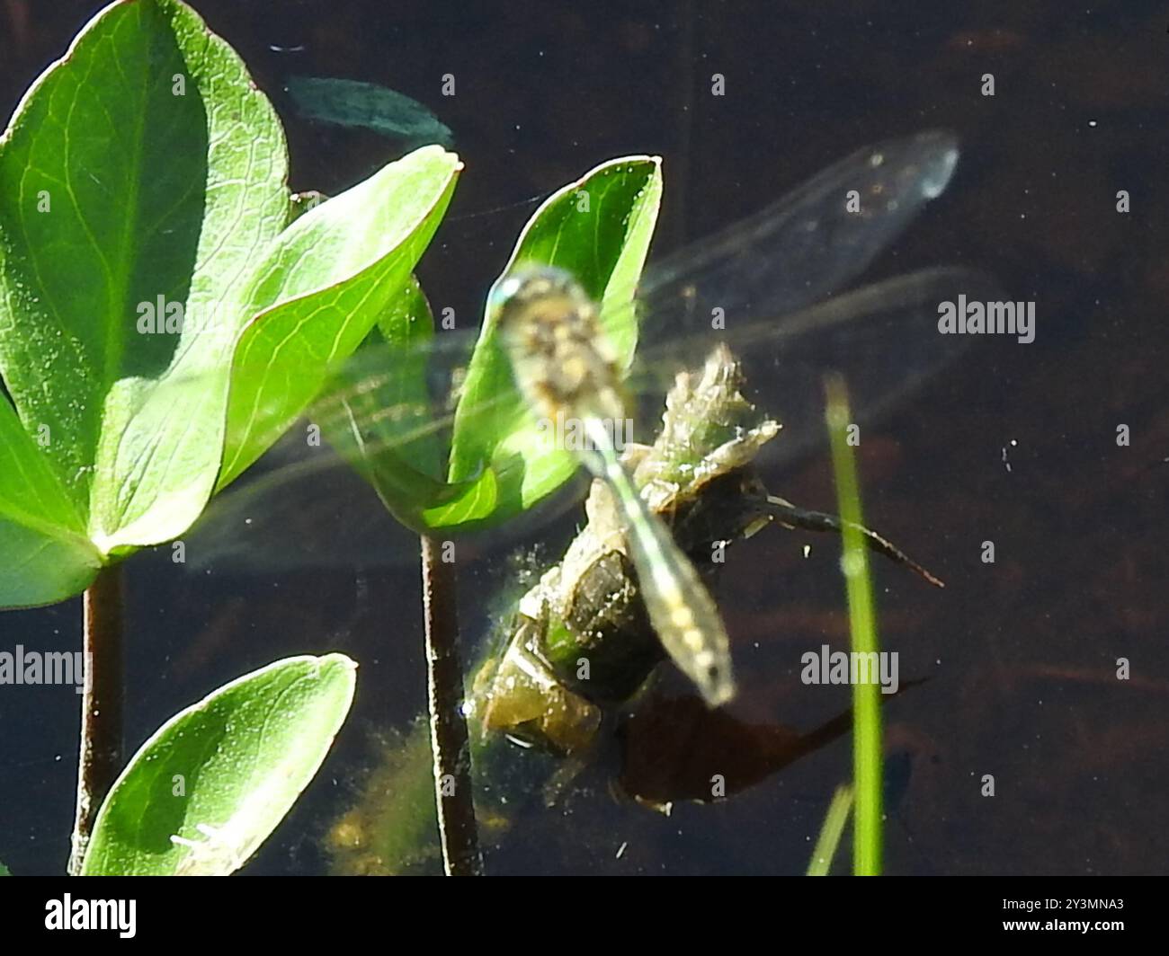 Downy Emerald (Cordulia aenea) Insecta Stock Photo - Alamy