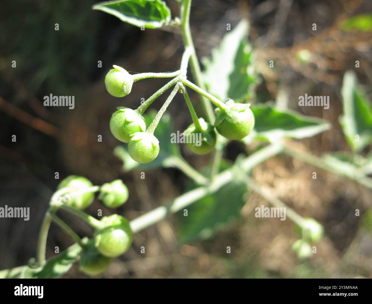 greenspot nightshade (Solanum douglasii) Plantae Stock Photo - Alamy