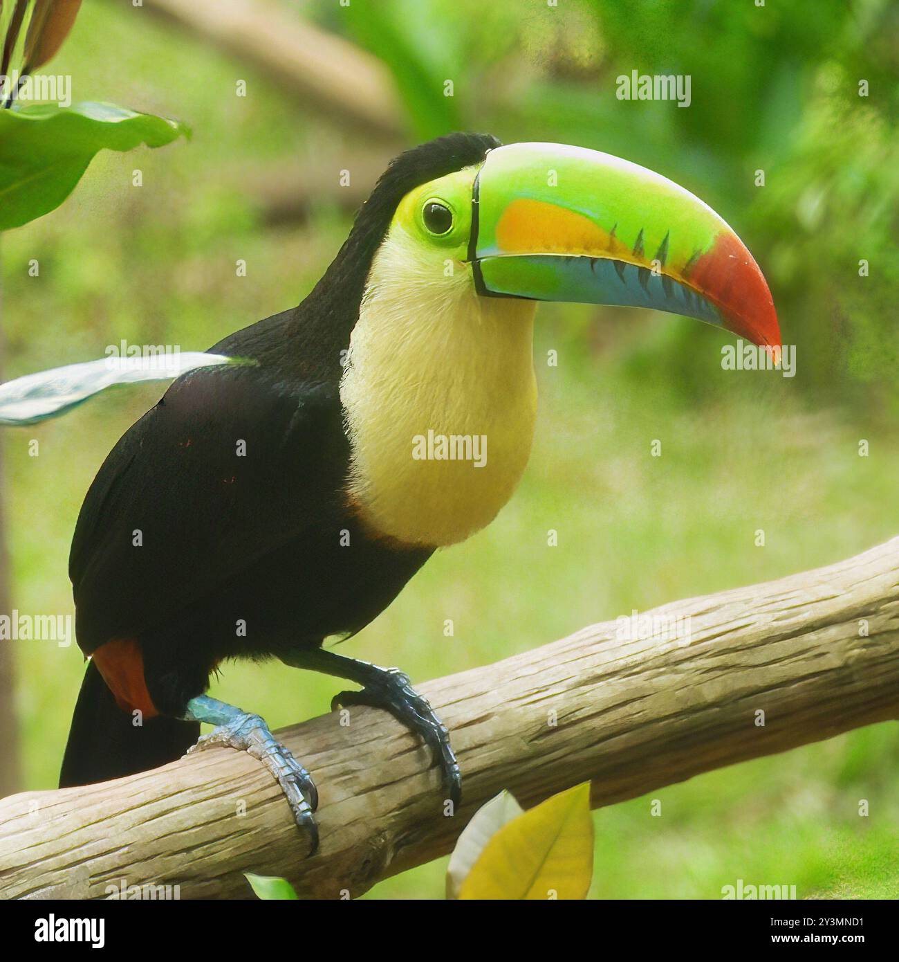 Best birds photographs hi-res stock photography and images - Alamy