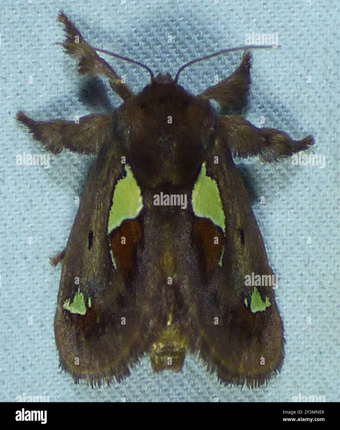 Spiny Oak-slug Moth (Euclea delphinii) Insecta Stock Photo - Alamy