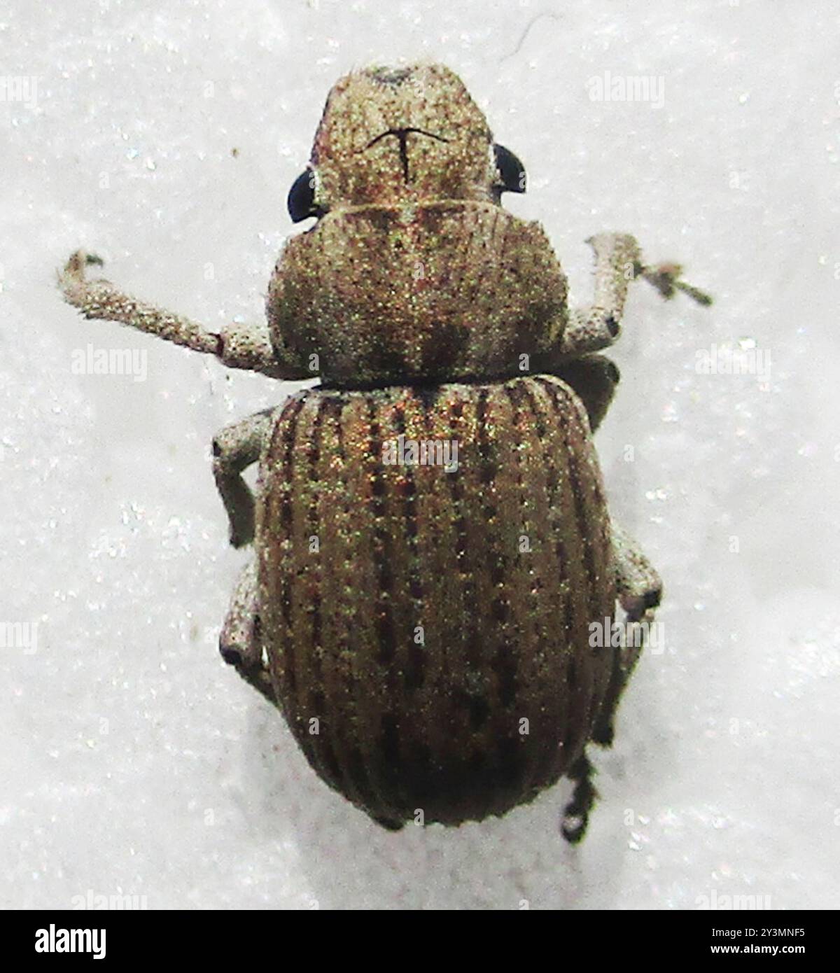 Ground Weevils (Protostrophus) Insecta Stock Photo - Alamy