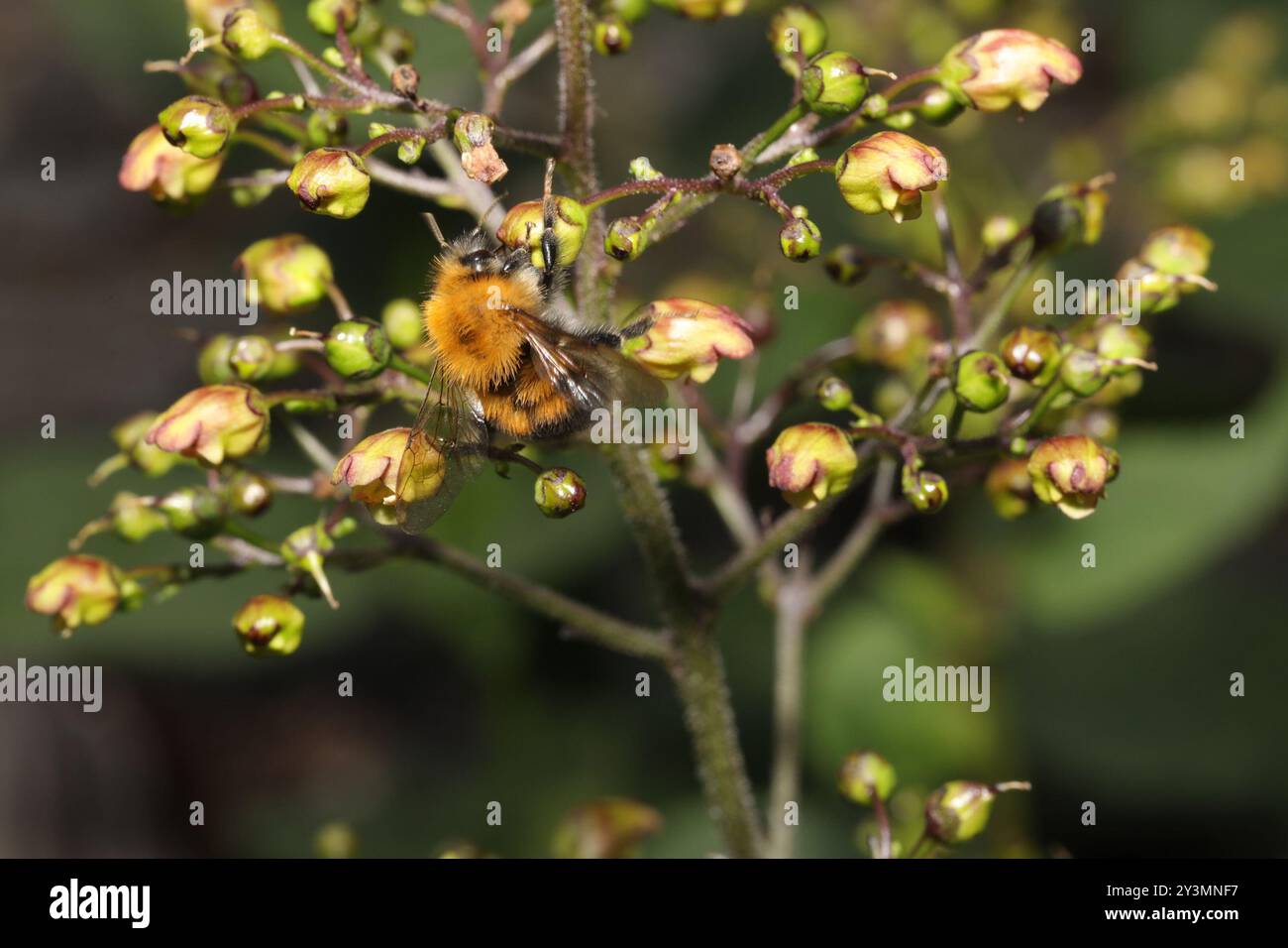Tree Bumble Bee (Bombus hypnorum) Insecta Stock Photo - Alamy