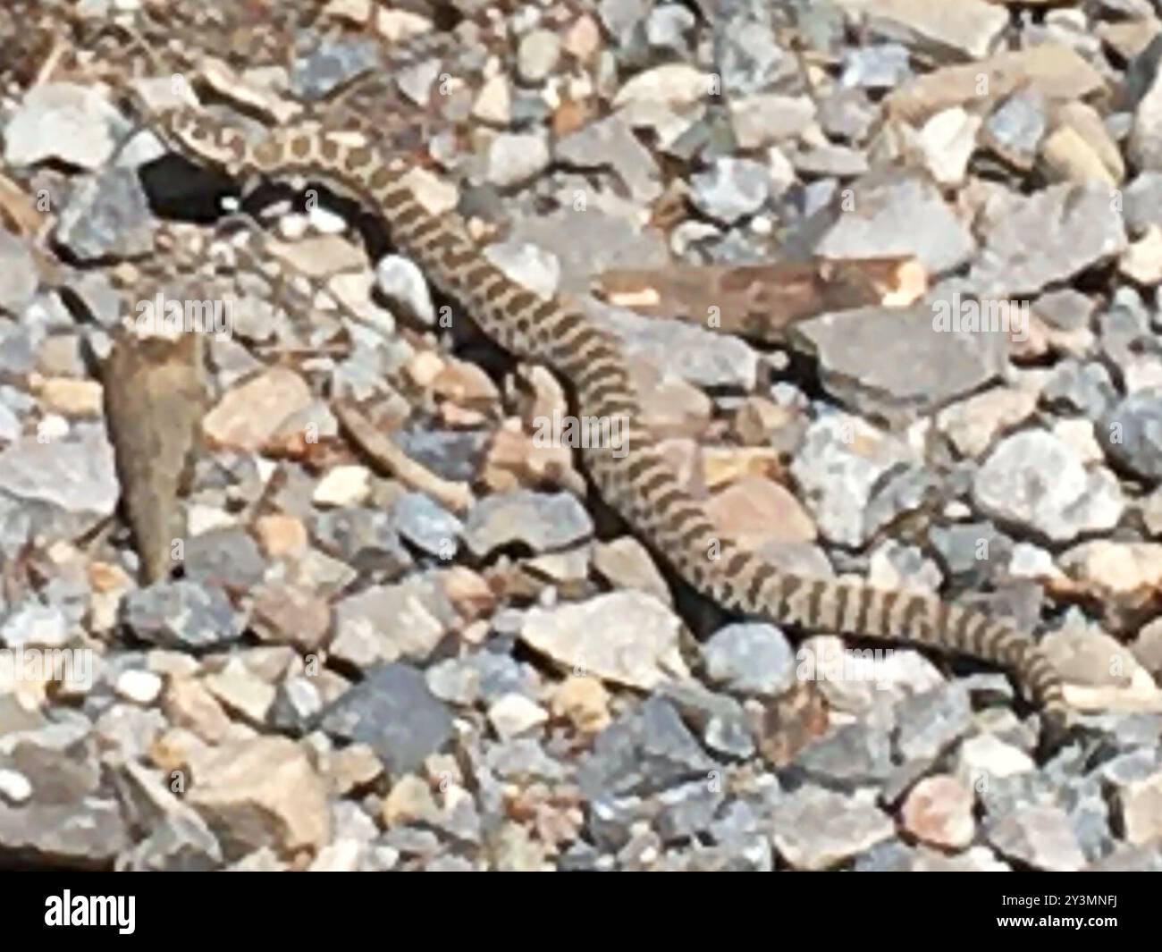 Great Basin Rattlesnake (Crotalus oreganus lutosus) Reptilia Stock ...
