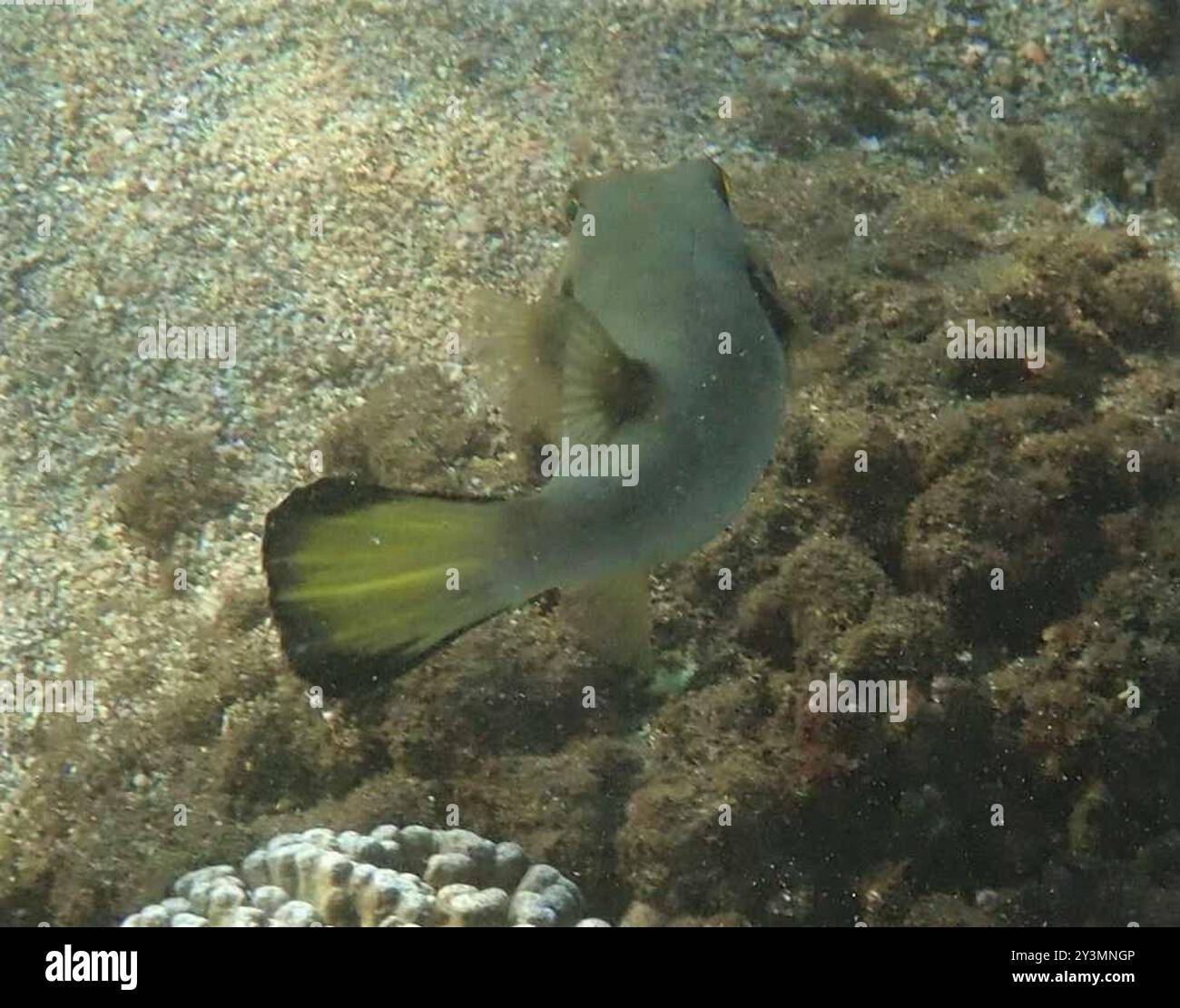 Yellow-eyed Puffer (Arothron immaculatus) Actinopterygii Stock Photo ...