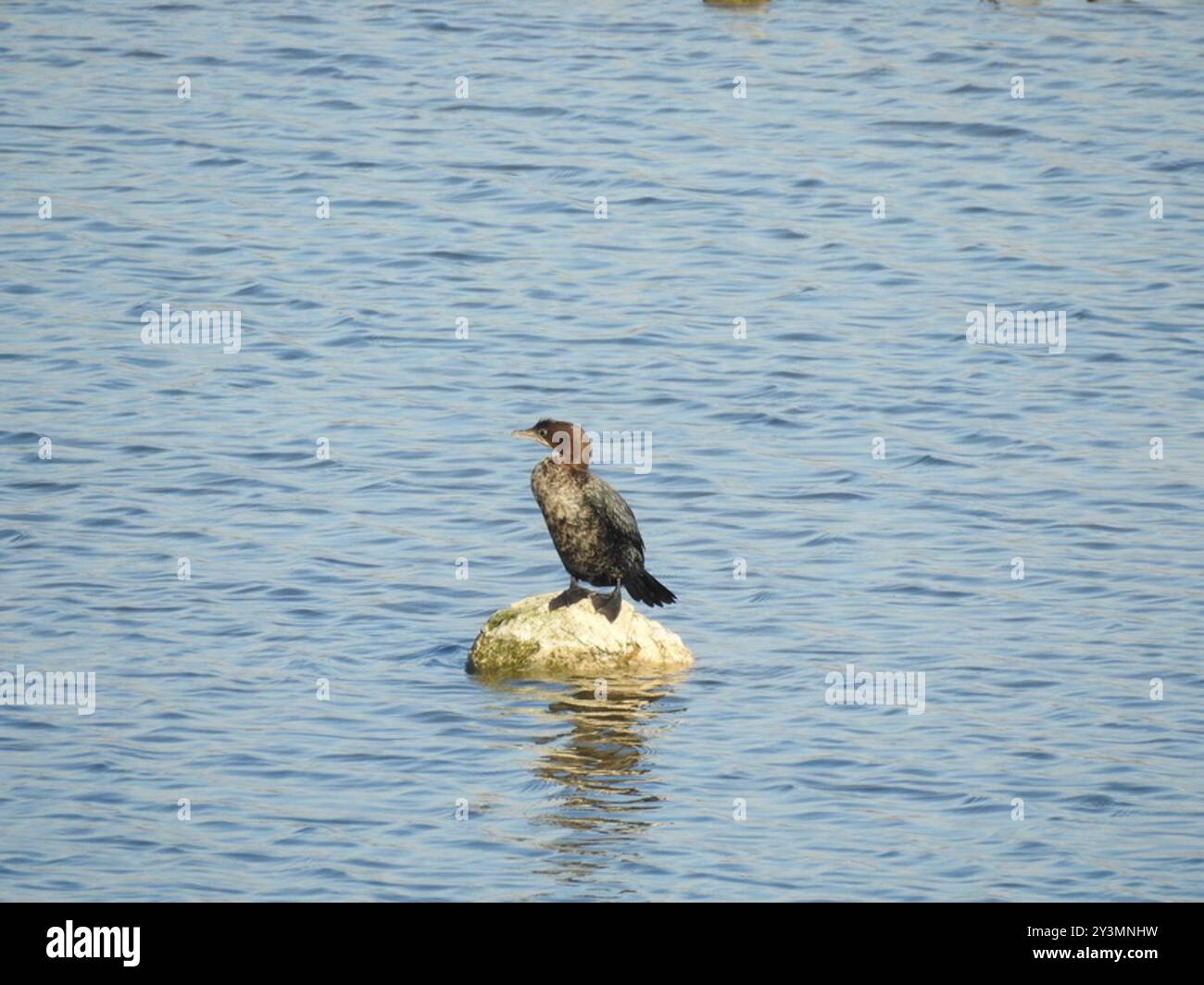 Pygmy Cormorant (Microcarbo pygmaeus) Aves Stock Photo - Alamy