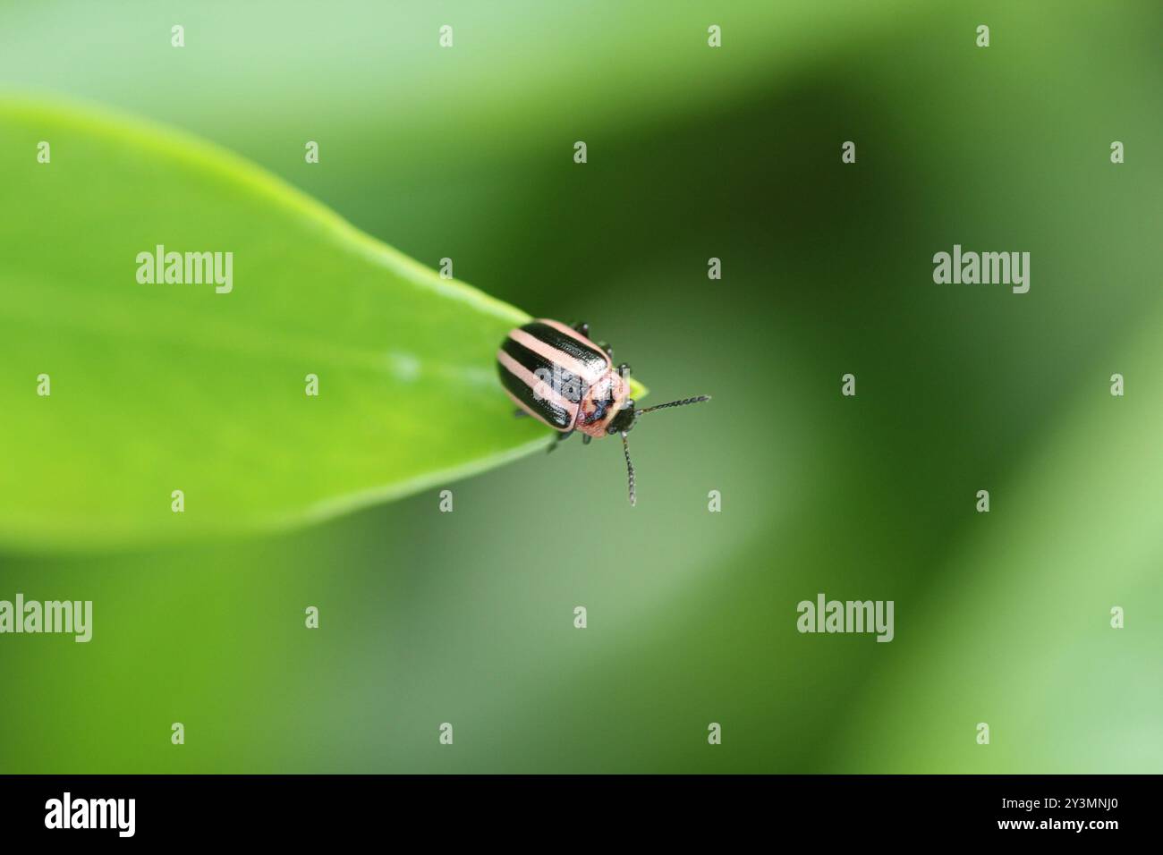 Coreopsis Beetle (Calligrapha californica) Insecta Stock Photo - Alamy