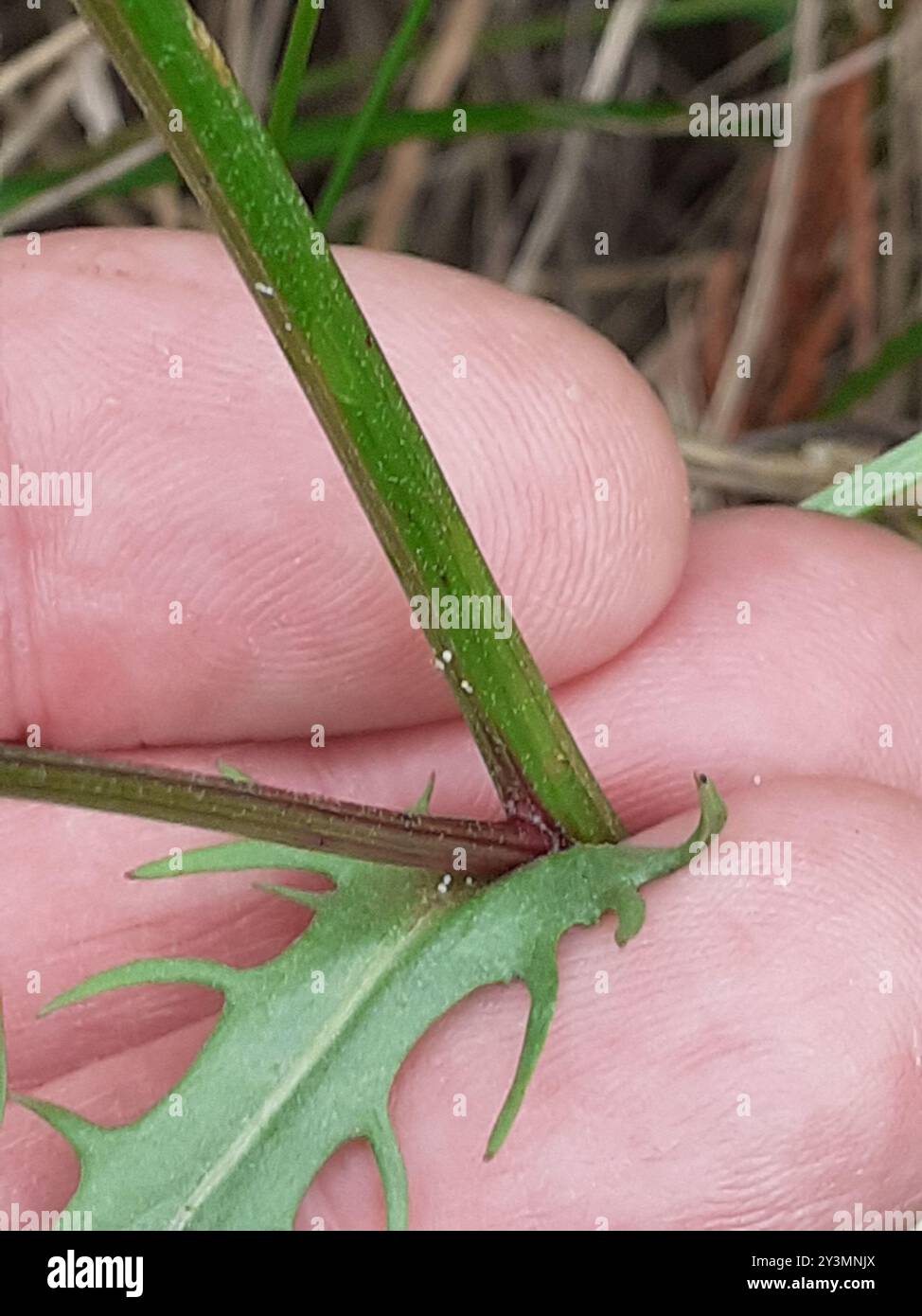 Beaked Hawksbeard (Crepis vesicaria) Plantae Stock Photo - Alamy