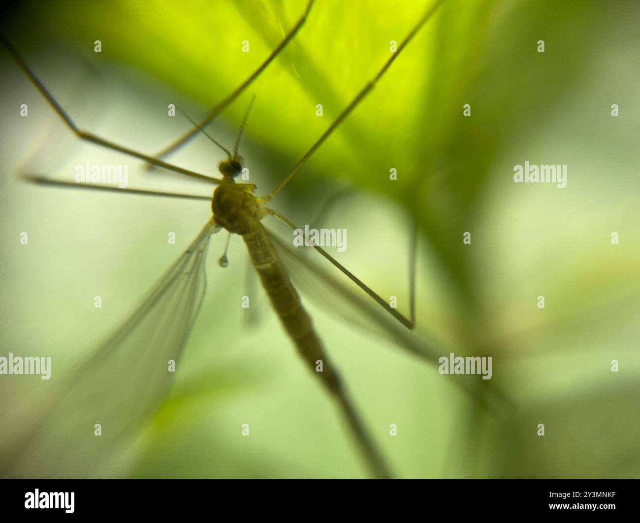 Common Crane Flies (Tipula) Insecta Stock Photo - Alamy