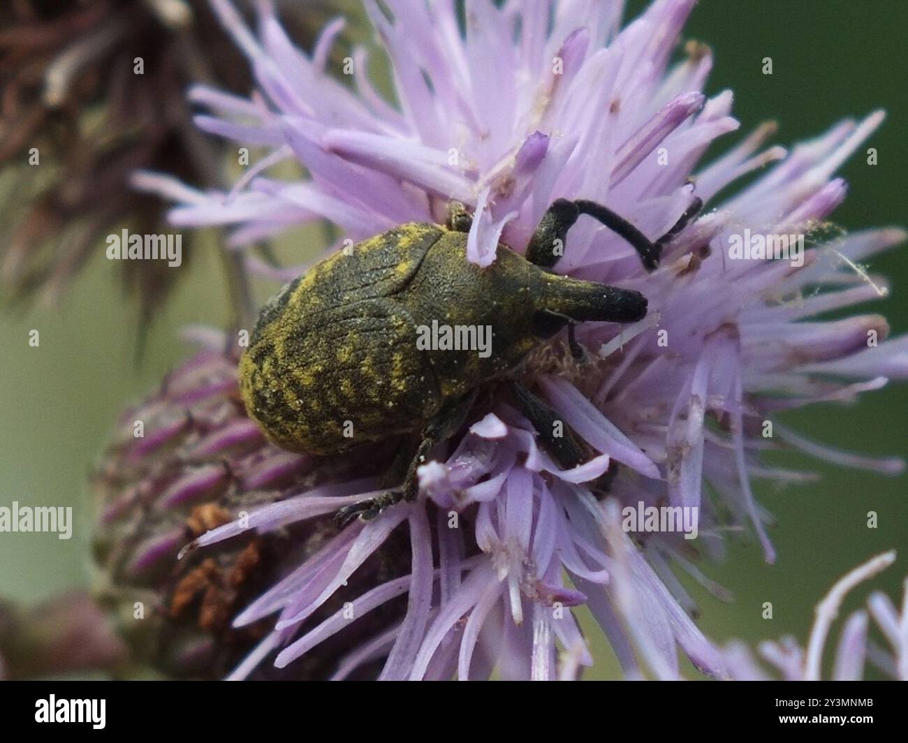 Turbine Cylindrical Weevil (Larinus turbinatus) Insecta Stock Photo - Alamy