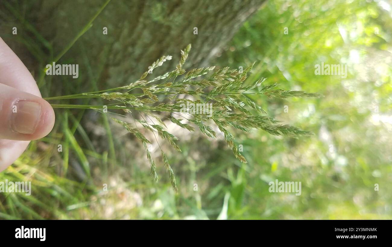 Smooth Meadow-grass (Poa pratensis) Plantae Stock Photo - Alamy
