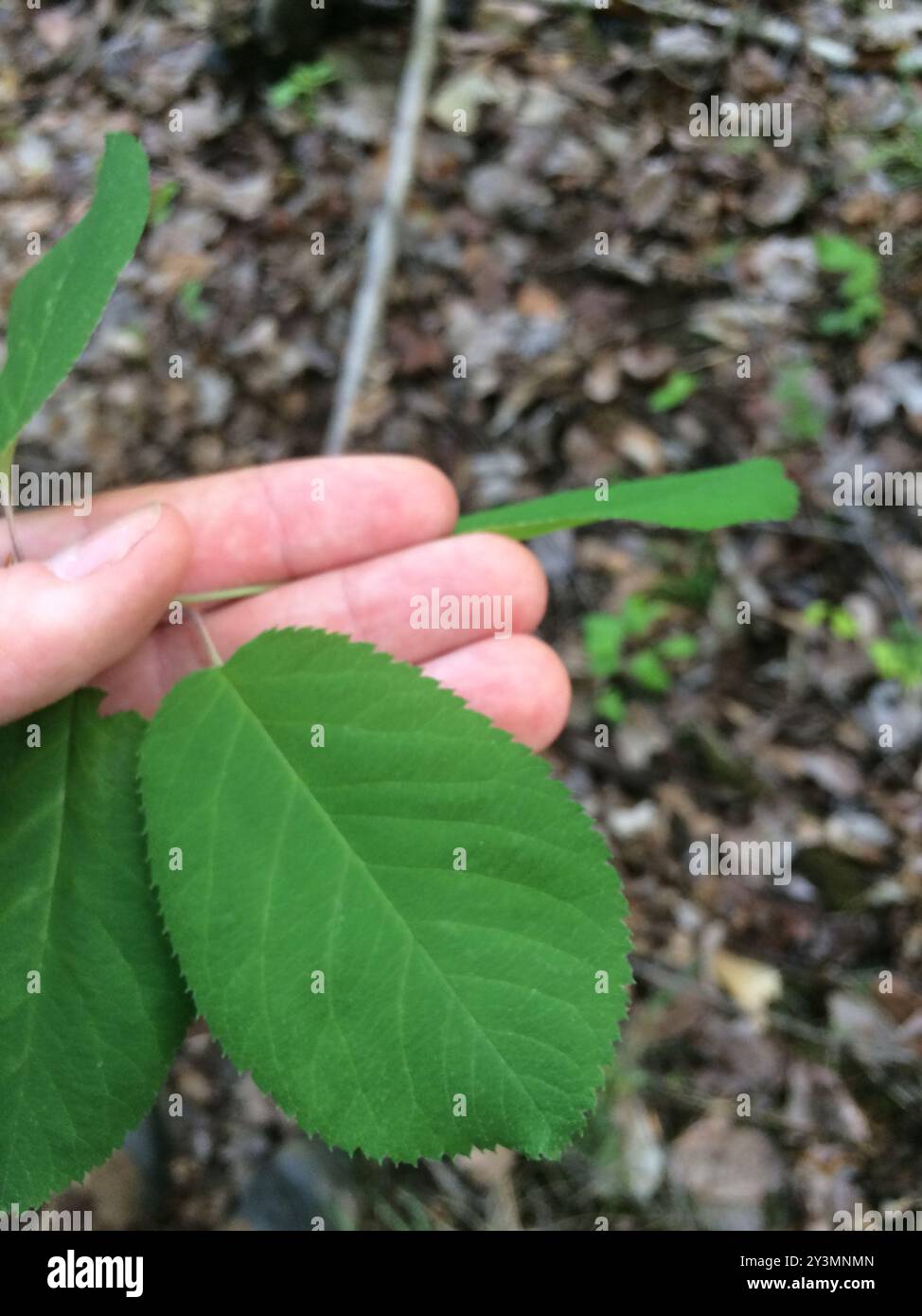 Running Serviceberry (Amelanchier stolonifera) Plantae Stock Photo - Alamy