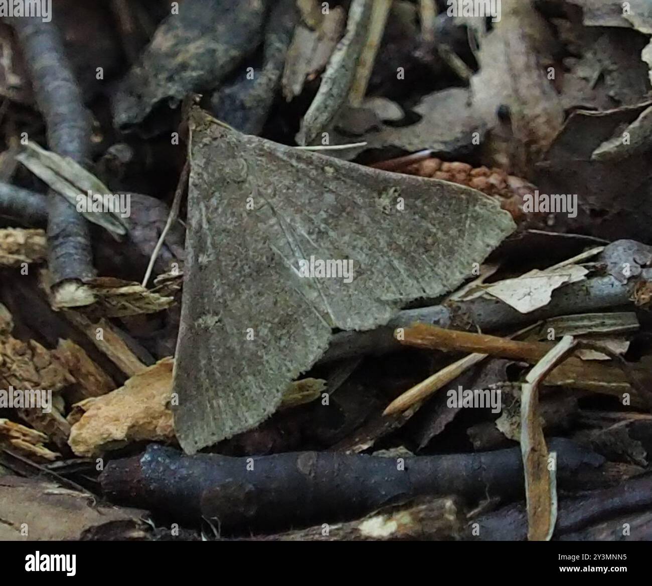 Renia Moths (Renia) Insecta Stock Photo - Alamy