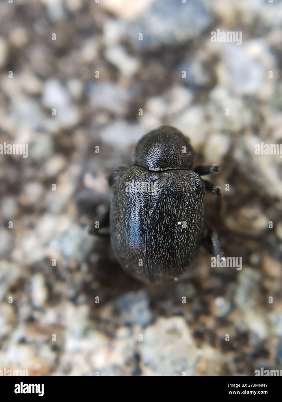 Western Grape Rootworm (Bromius obscurus) Insecta Stock Photo - Alamy