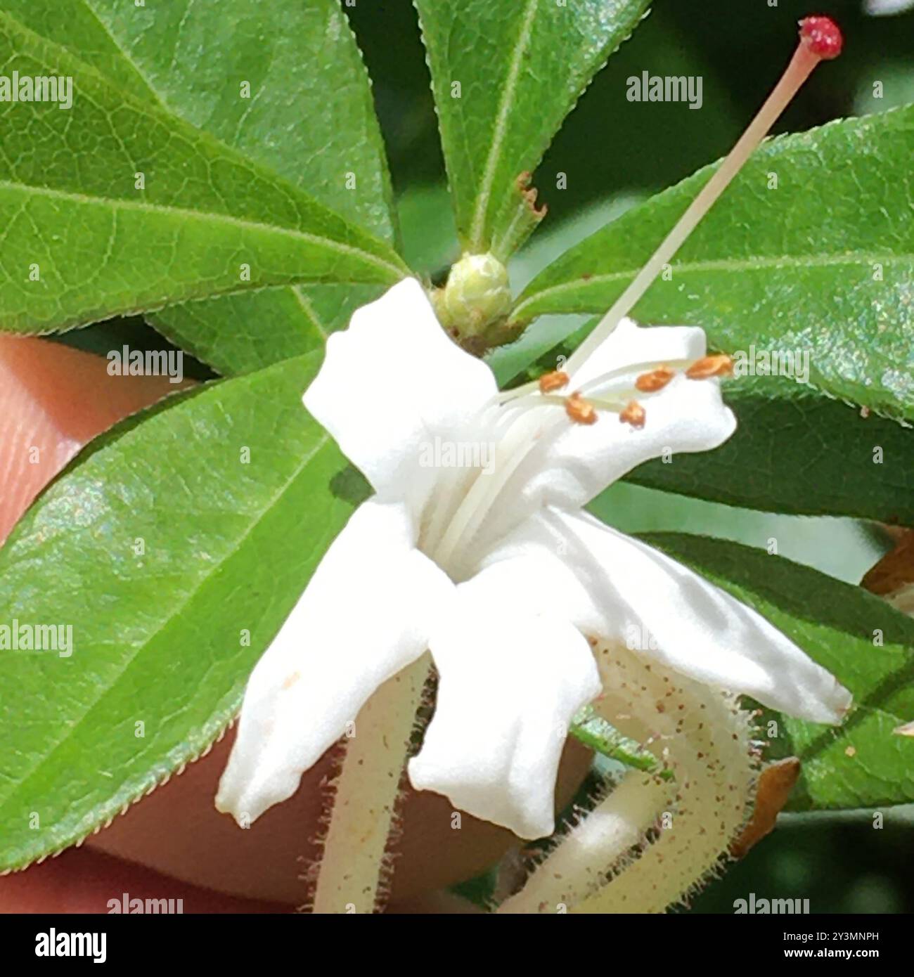 swamp azalea (Rhododendron viscosum) Plantae Stock Photo - Alamy