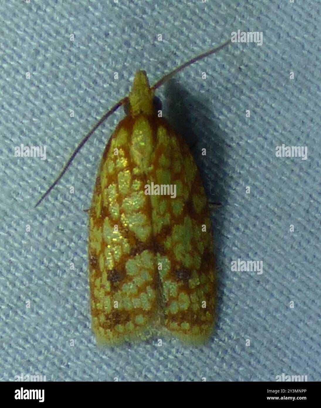 Sparganothis Fruitworm Moth (Sparganothis sulfureana) Insecta Stock ...