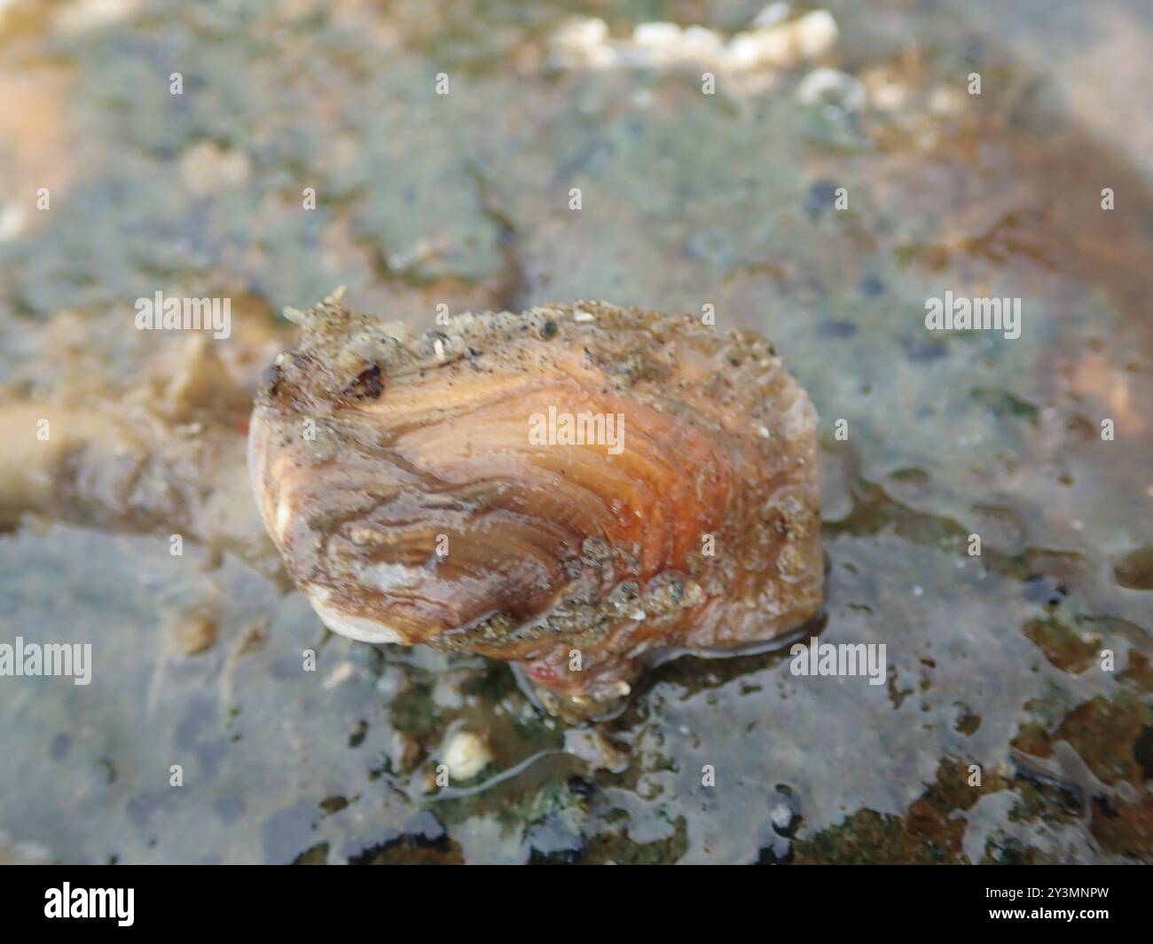 Northwest Ugly Clam (Entodesma navicula) Mollusca Stock Photo - Alamy