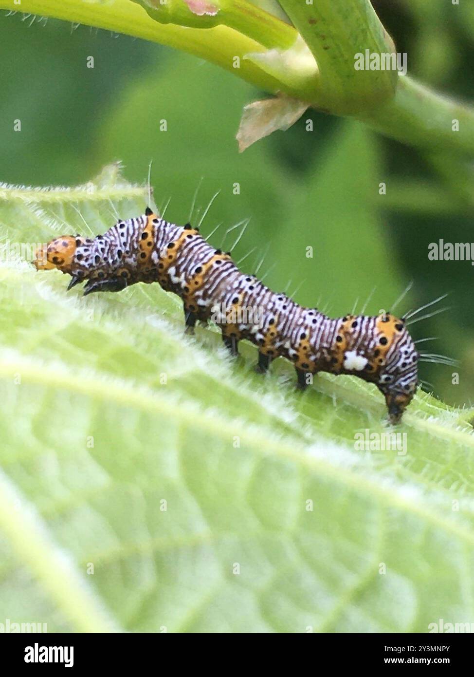 Eight-spotted Forester Moth (Alypia octomaculata) Insecta Stock Photo ...