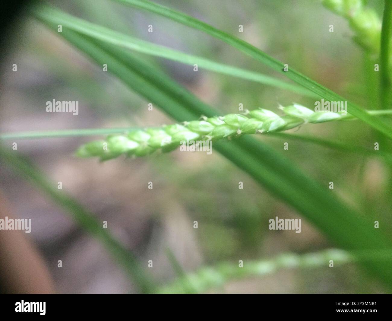 graceful sedge (Carex gracillima) Plantae Stock Photo - Alamy