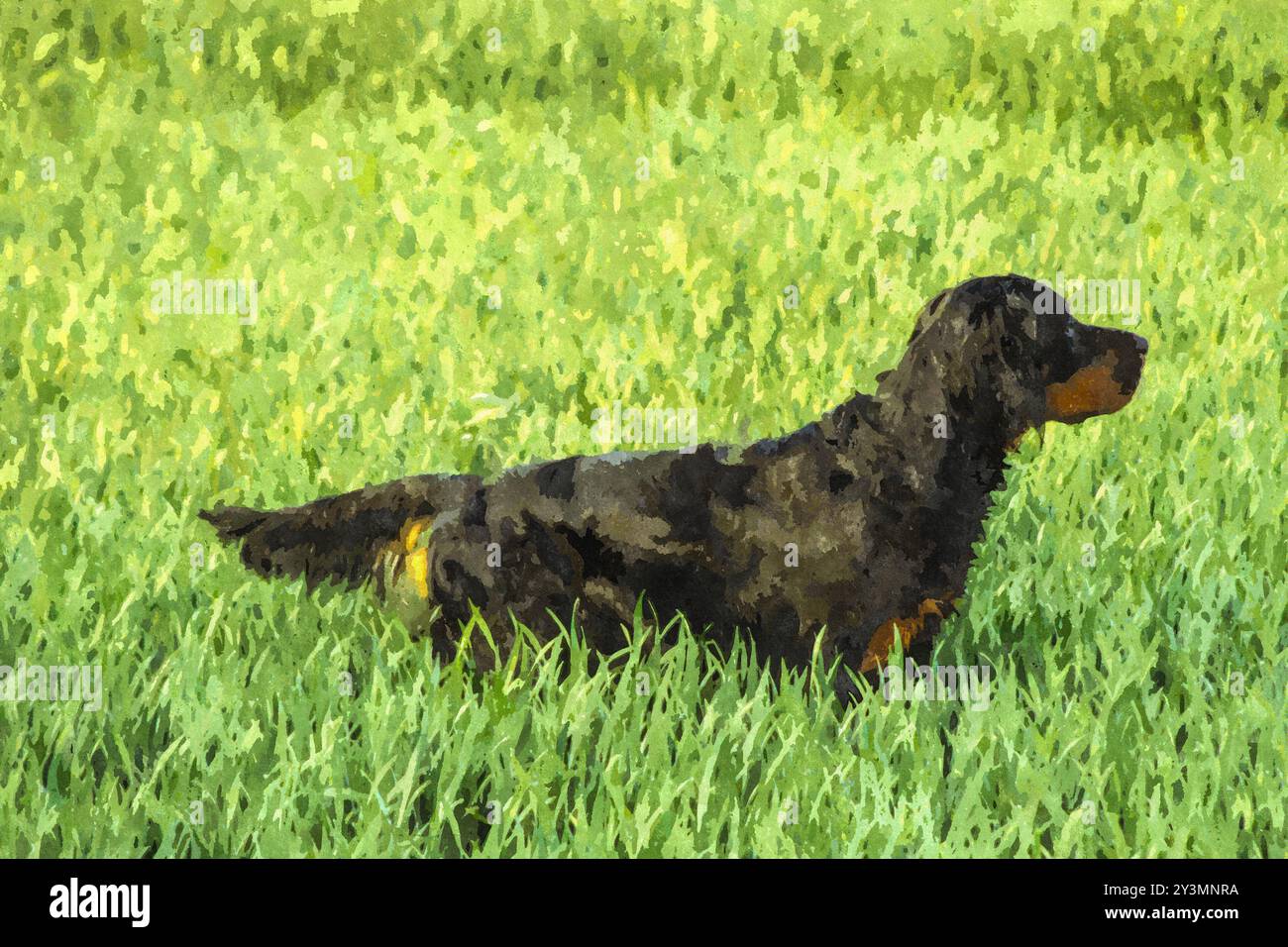Gordon setter painting hi-res stock photography and images - Alamy