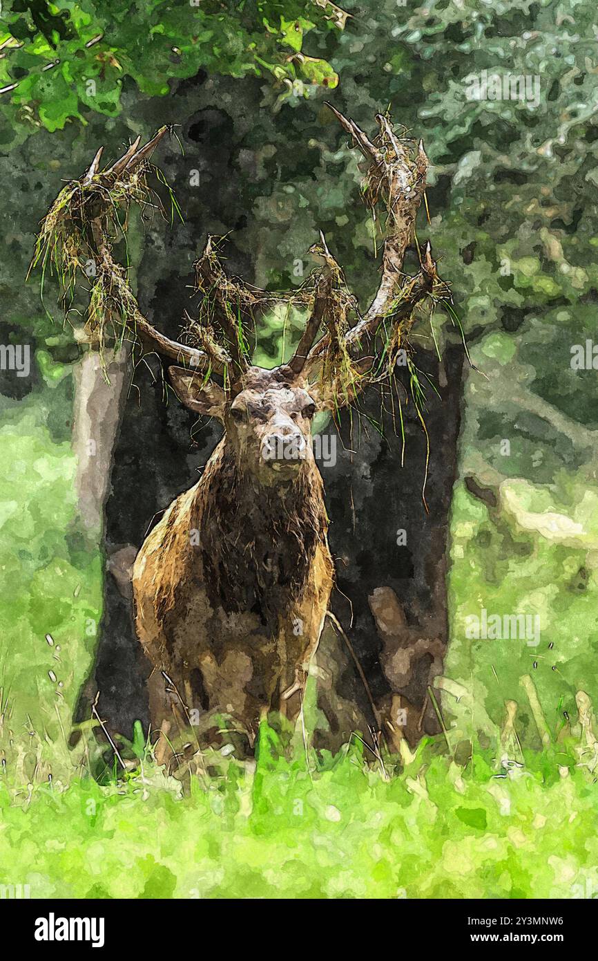 A 16-year-old majestic red stag, in full rut, carries grass and soil in ...