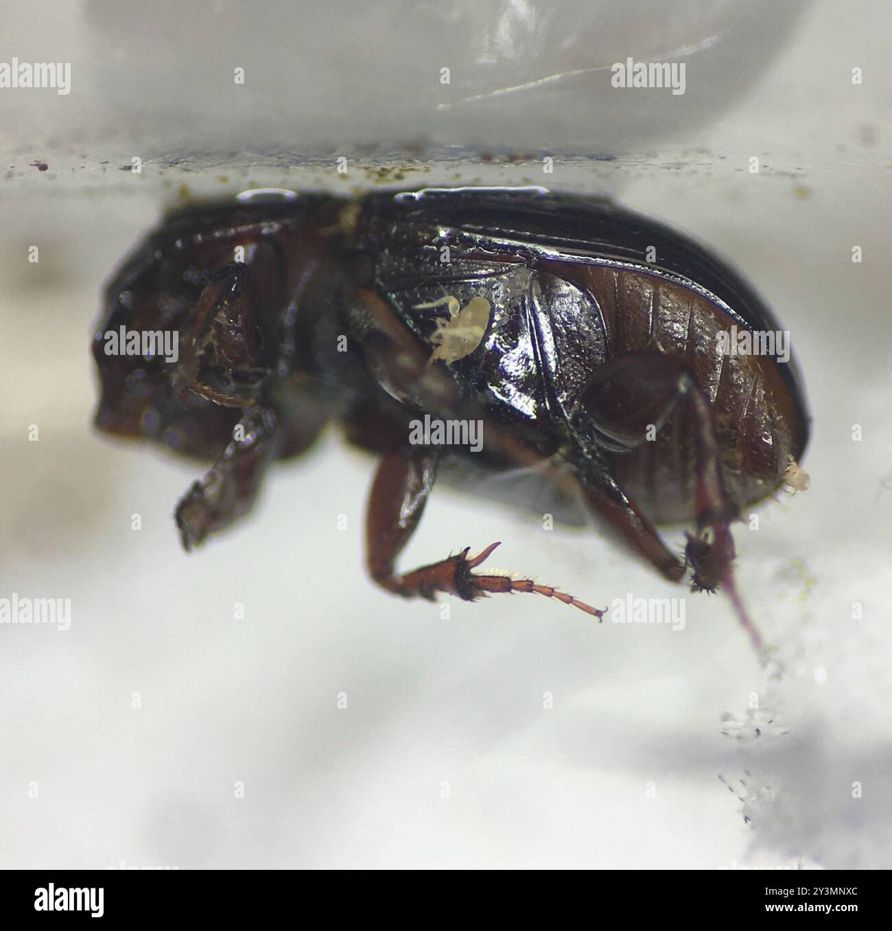 Small Dung Beetles (Aphodiinae) Insecta Stock Photo - Alamy