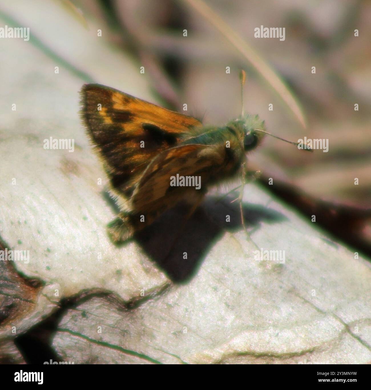 Sandhill Skipper (Polites sabuleti) Insecta Stock Photo - Alamy