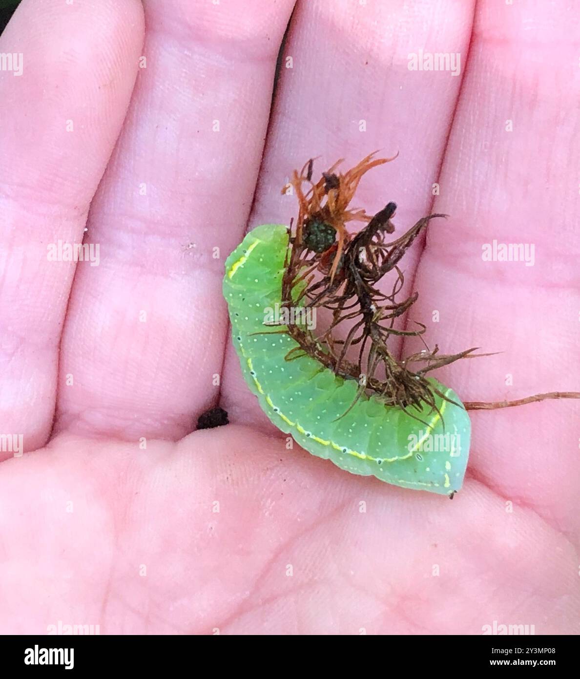 American Copper Underwing (Amphipyra pyramidoides) Insecta Stock Photo ...