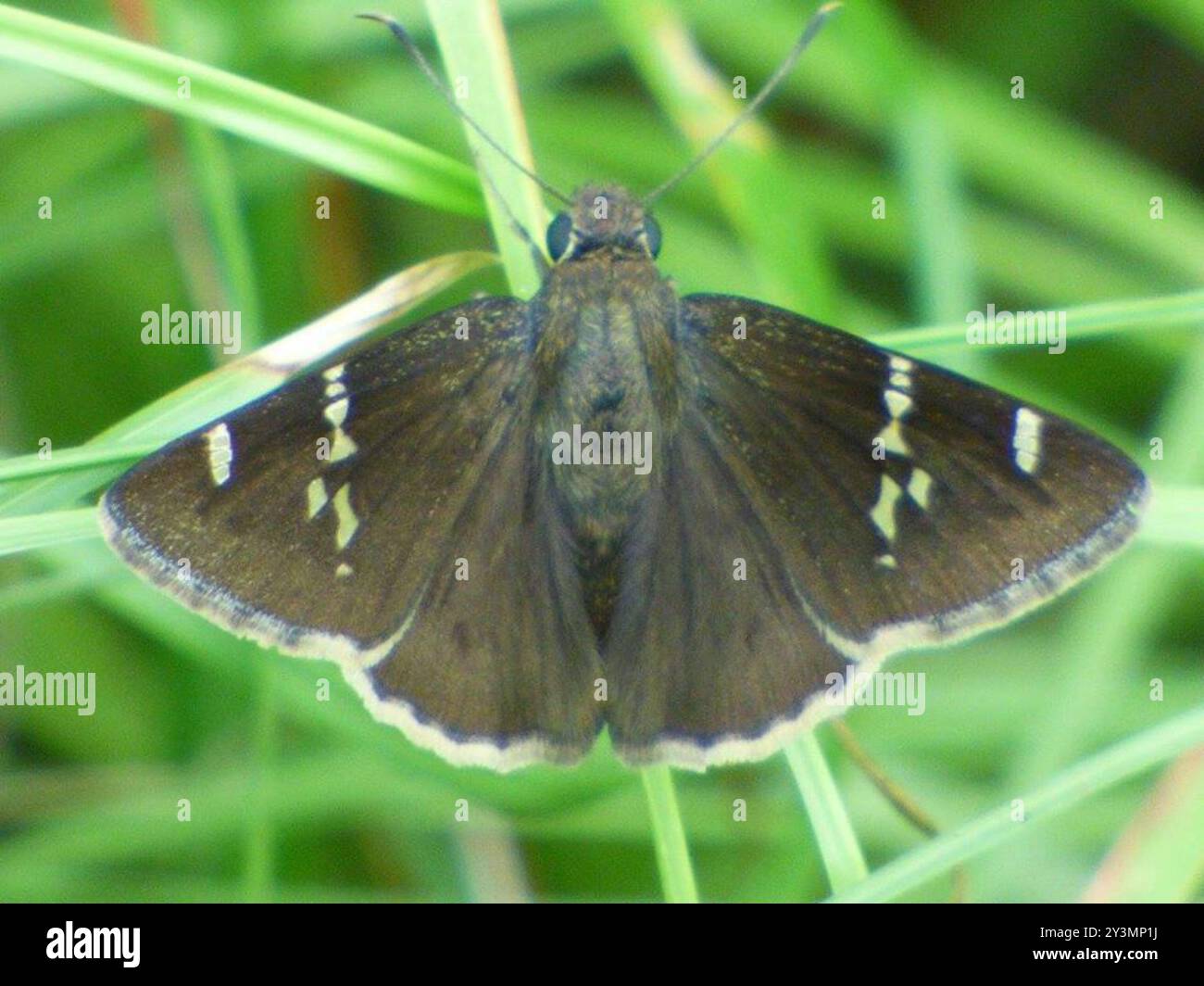 Southern Cloudywing (Thorybes bathyllus) Insecta Stock Photo - Alamy