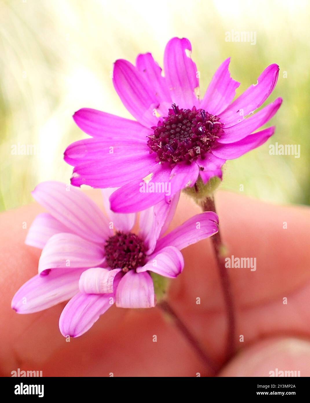 Tooth Ragwort (Senecio polyodon) Plantae Stock Photo - Alamy