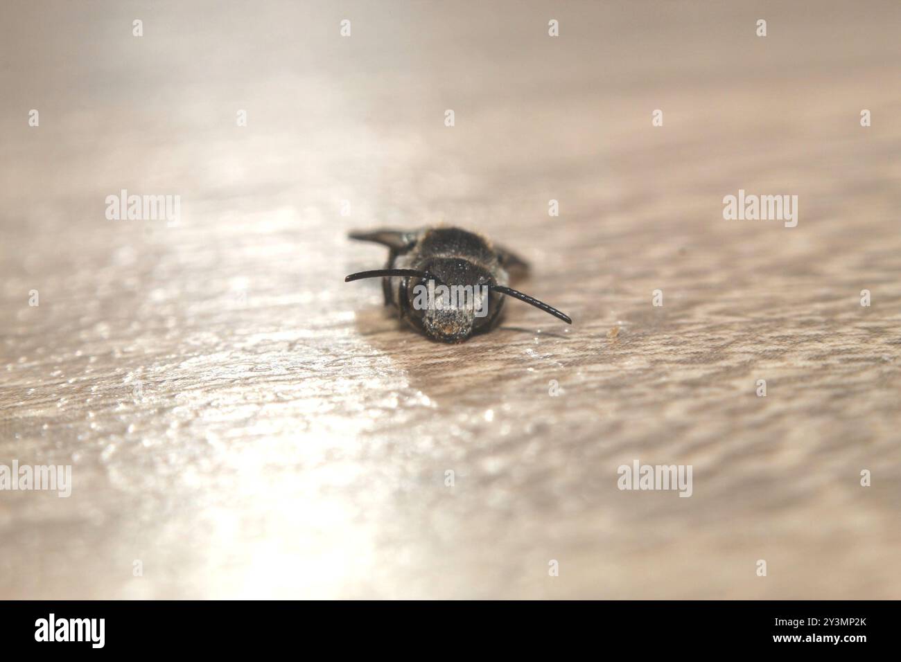 Shiny-vented Sharp-tail Bee (Coelioxys inermis) Insecta Stock Photo - Alamy