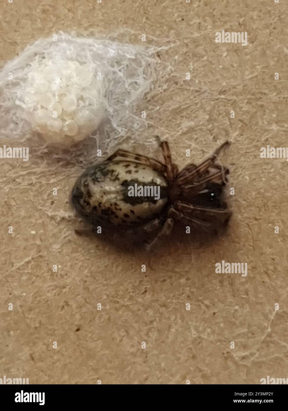 Lace web spiders (Amaurobius) Arachnida Stock Photo - Alamy