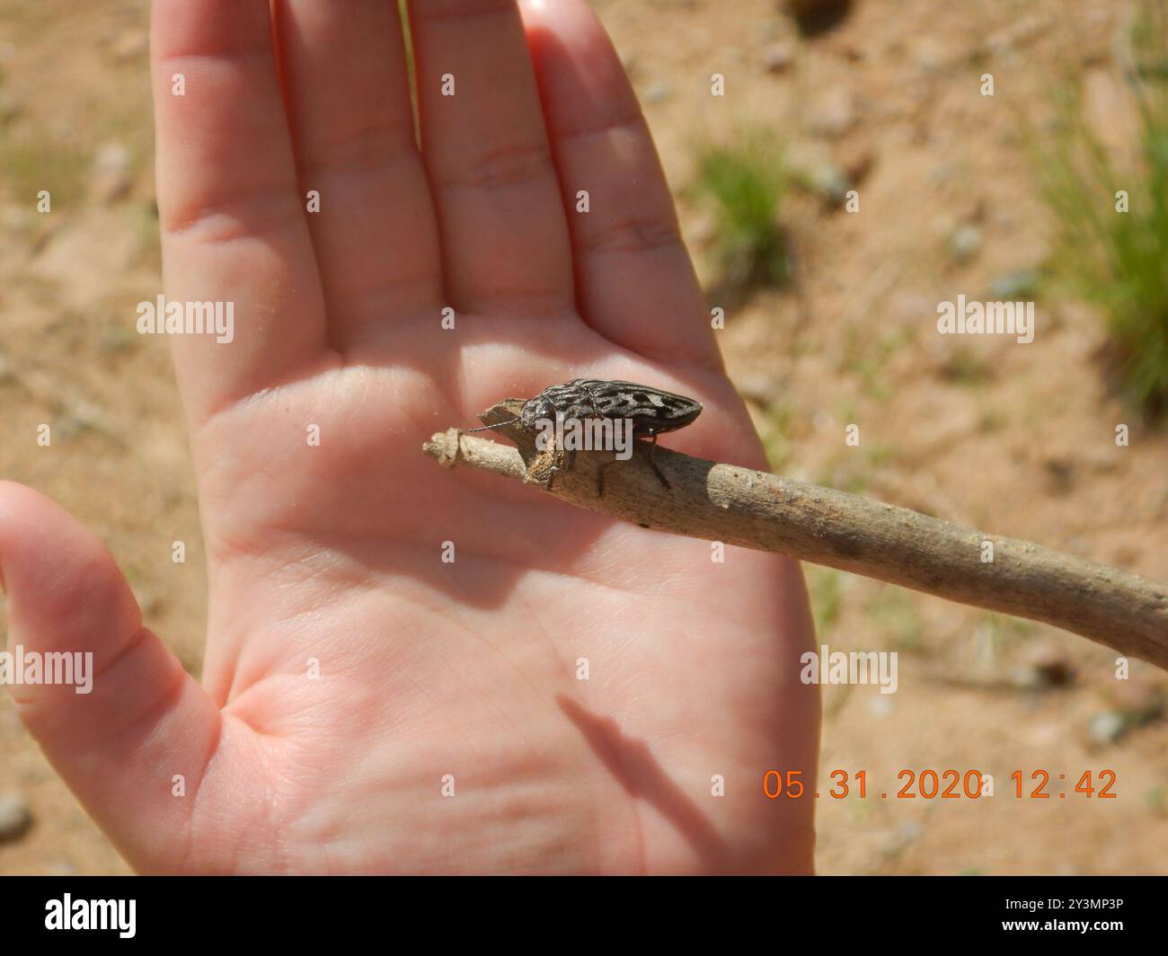 Western Sculptured Pine Borer (Chalcophora angulicollis) Insecta Stock ...
