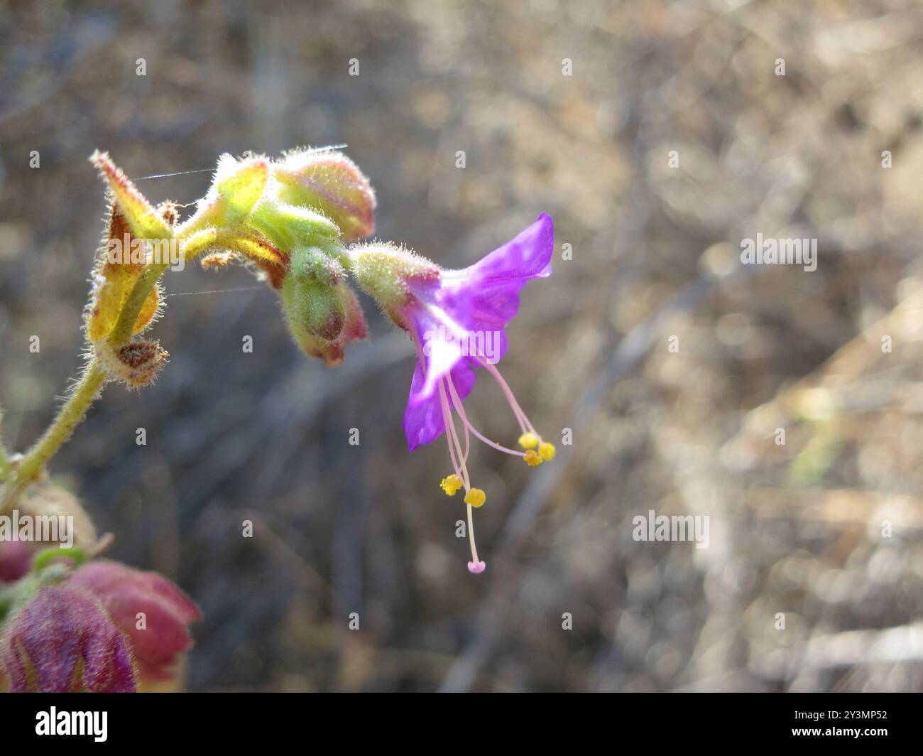 California Four o'Clock (Mirabilis laevis crassifolia) Plantae Stock ...