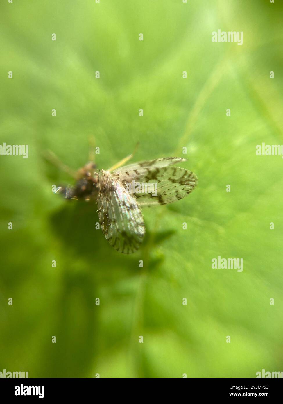 Micromus variegatus hi-res stock photography and images - Alamy