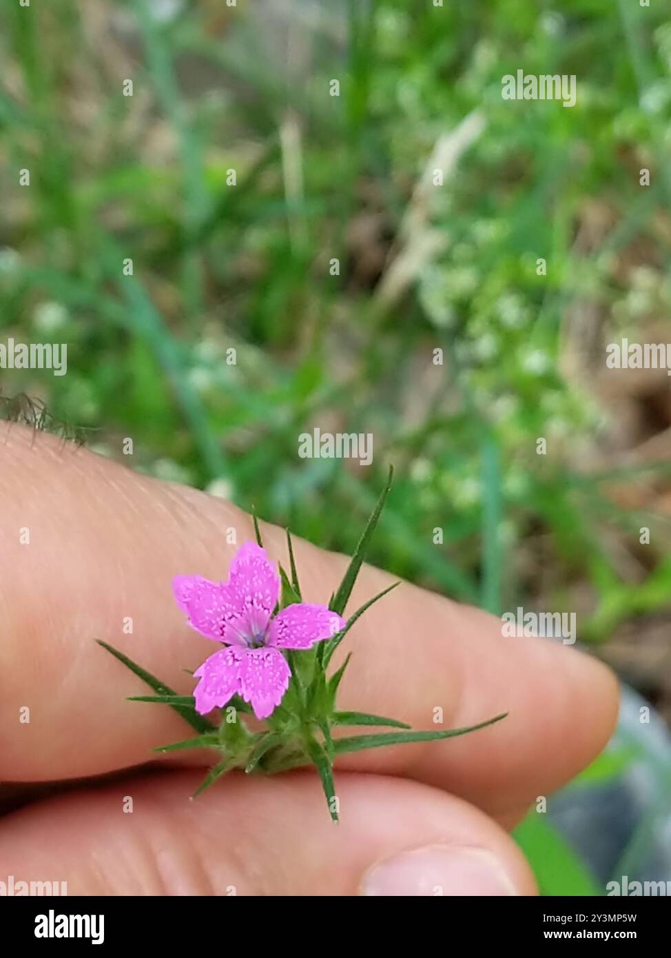 Deptford pink (Dianthus armeria) Plantae Stock Photo - Alamy
