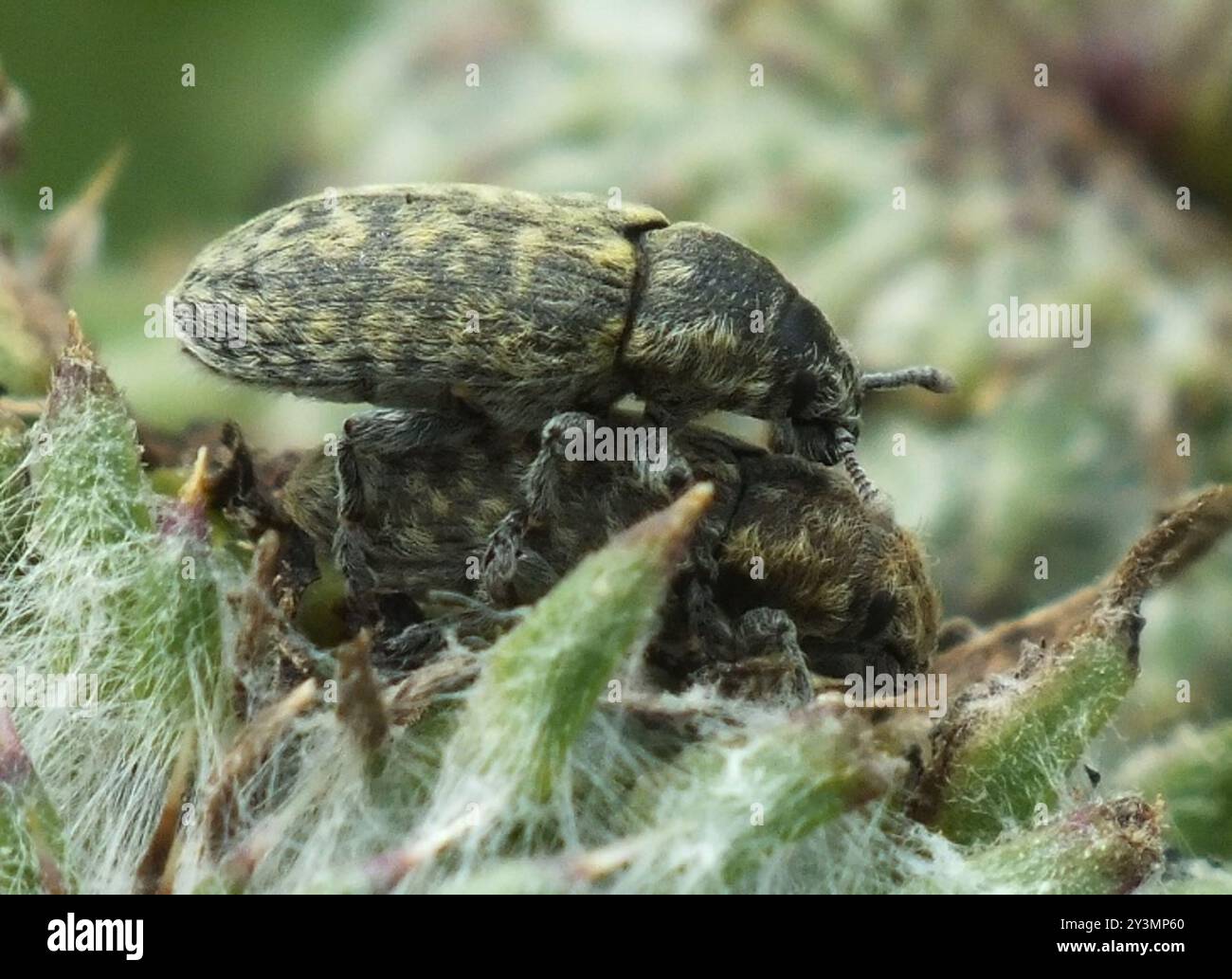 Nodding Thistle Receptacle Weevil (Rhinocyllus conicus) Insecta Stock ...