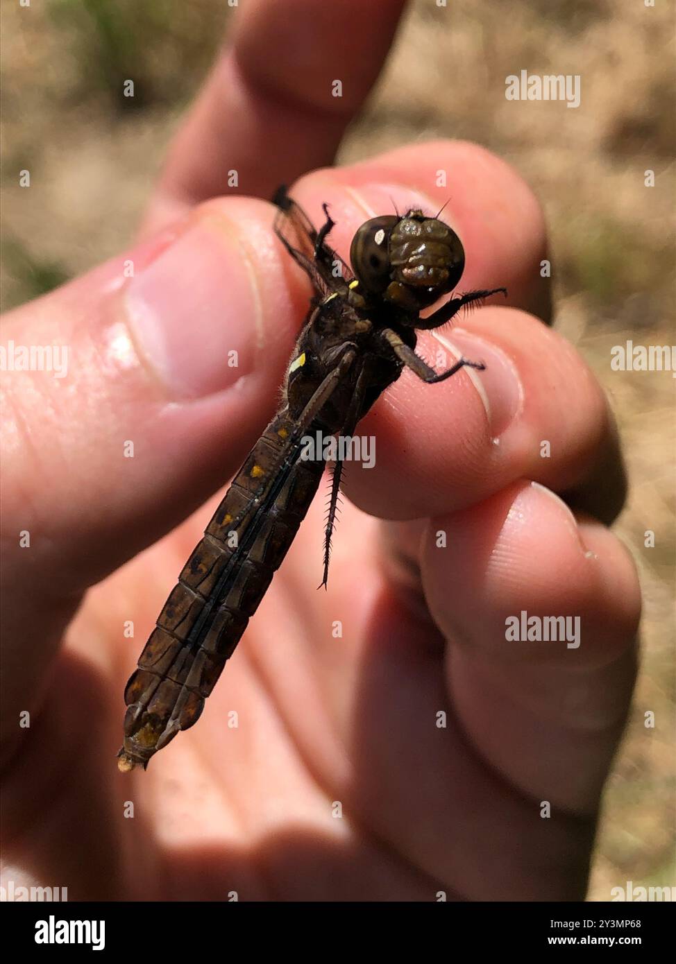 Common Whitetail (Plathemis lydia) Insecta Stock Photo - Alamy